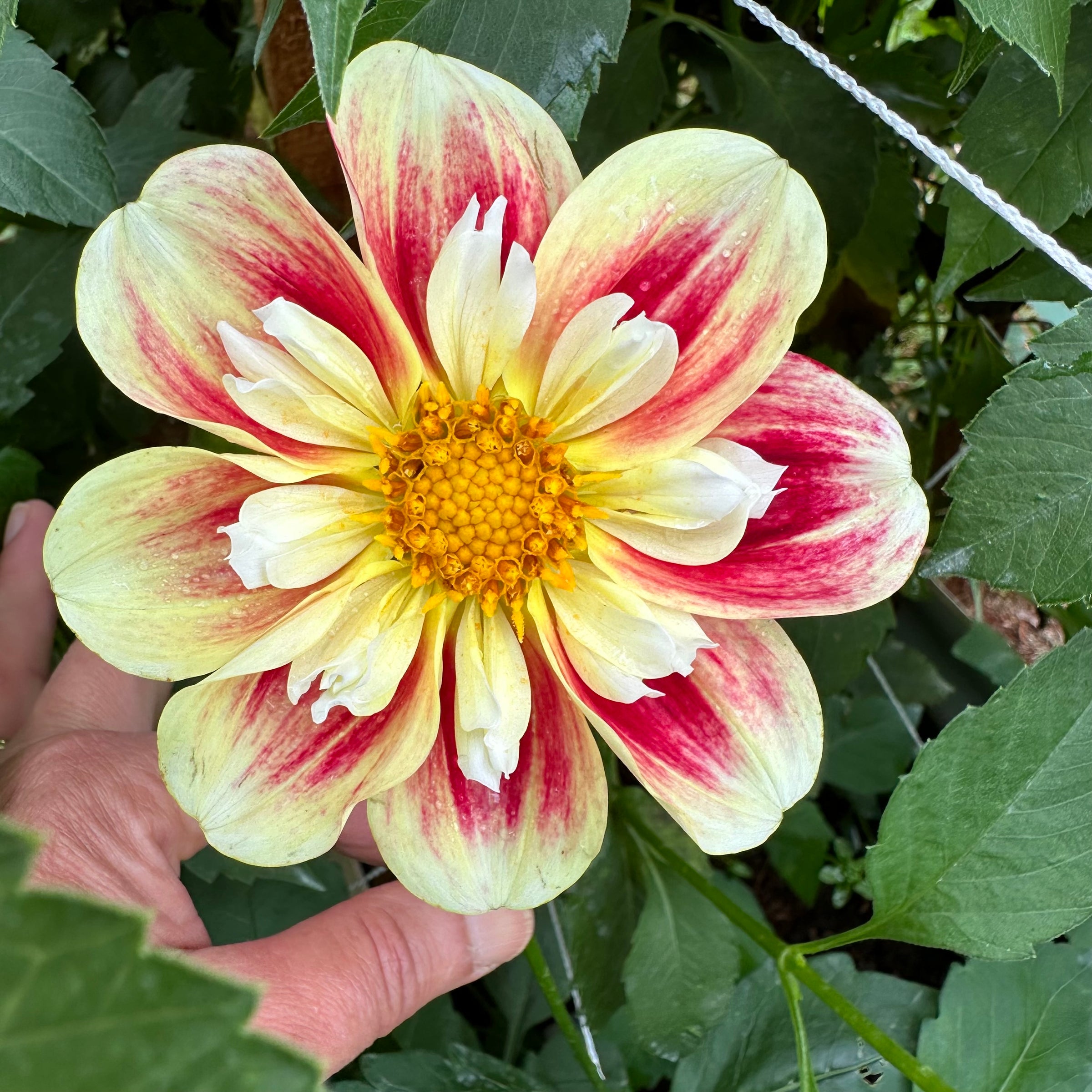 Dahlia Winkie Satsuma - Tuber | Glenview Dahlias & Daffodils