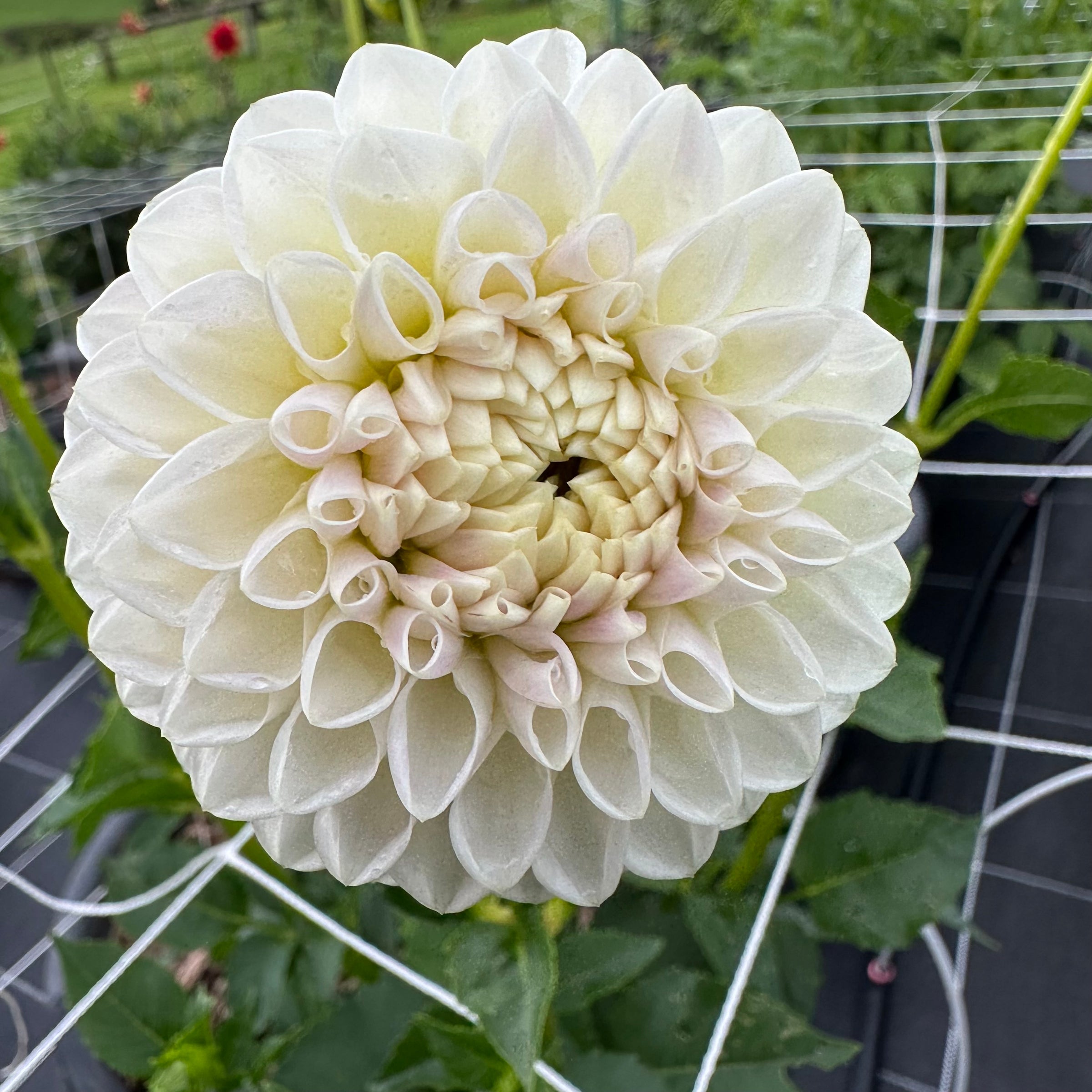 Dahlia Ryecroft Marksman - Tuber | Glenview Dahlias & Daffodils