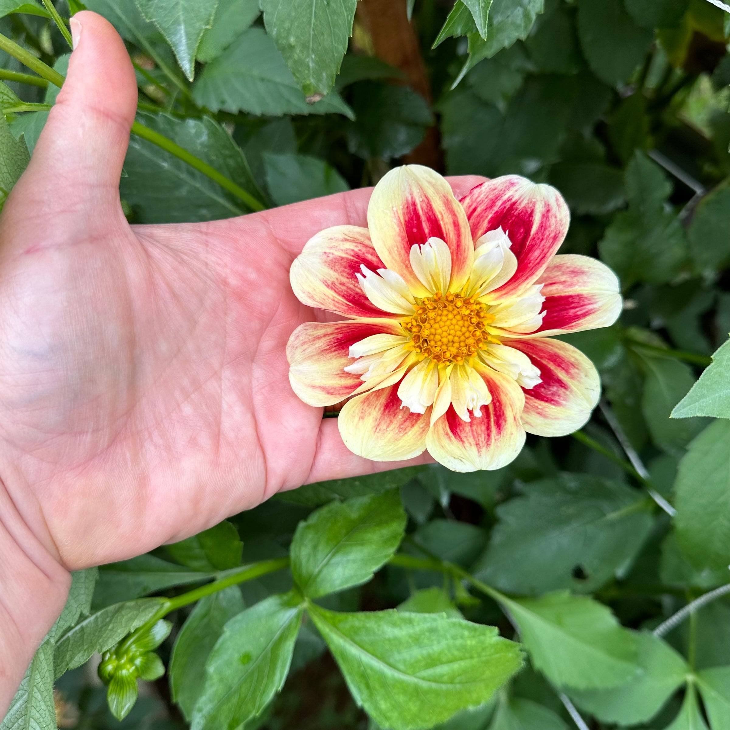Dahlia Winkie Satsuma - Tuber | Glenview Dahlias & Daffodils