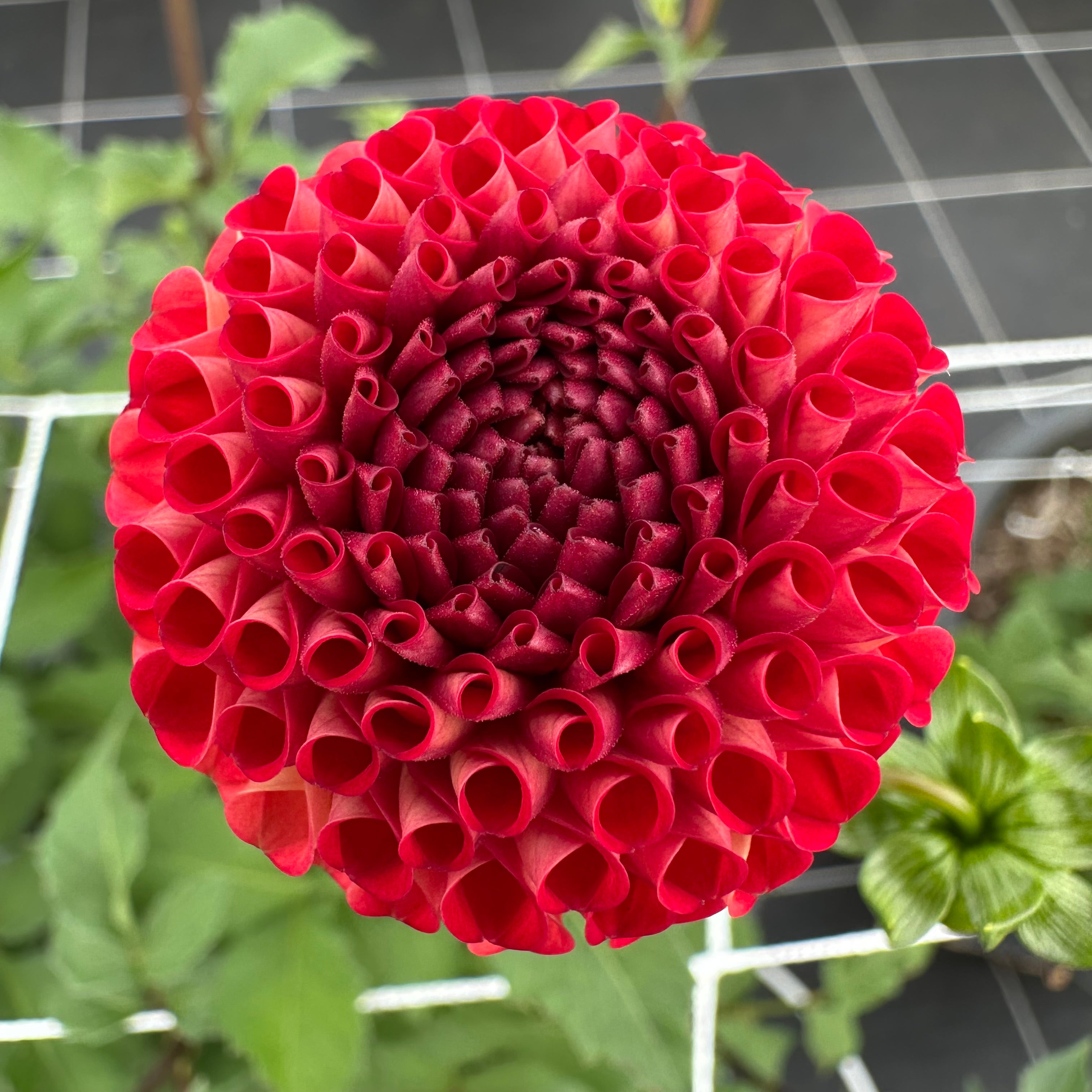 Dahlia Ray's Gold - Tuber | Glenview Dahlias & Daffodils