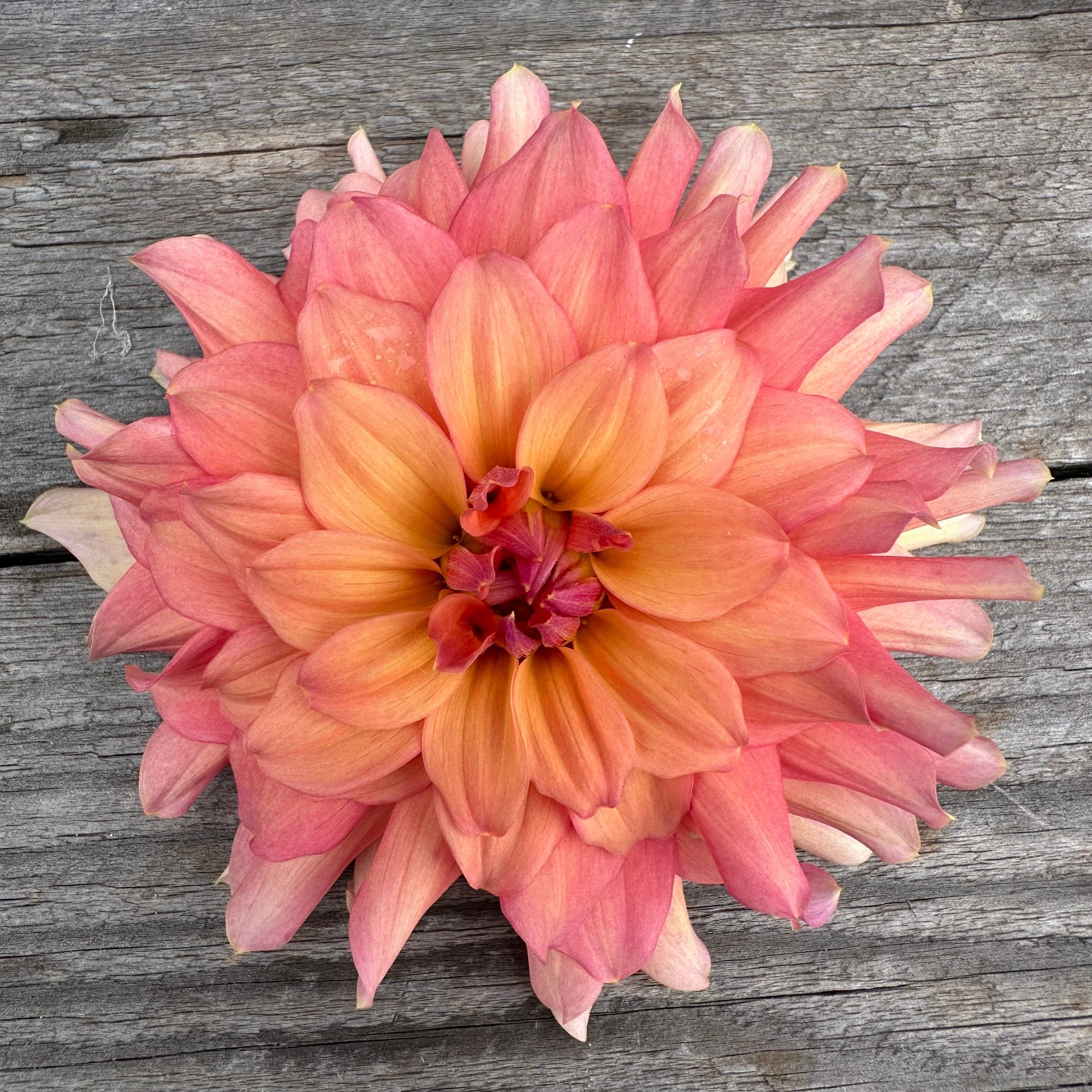 Dahlia African Peach - Tuber | Glenview Dahlias & Daffodils