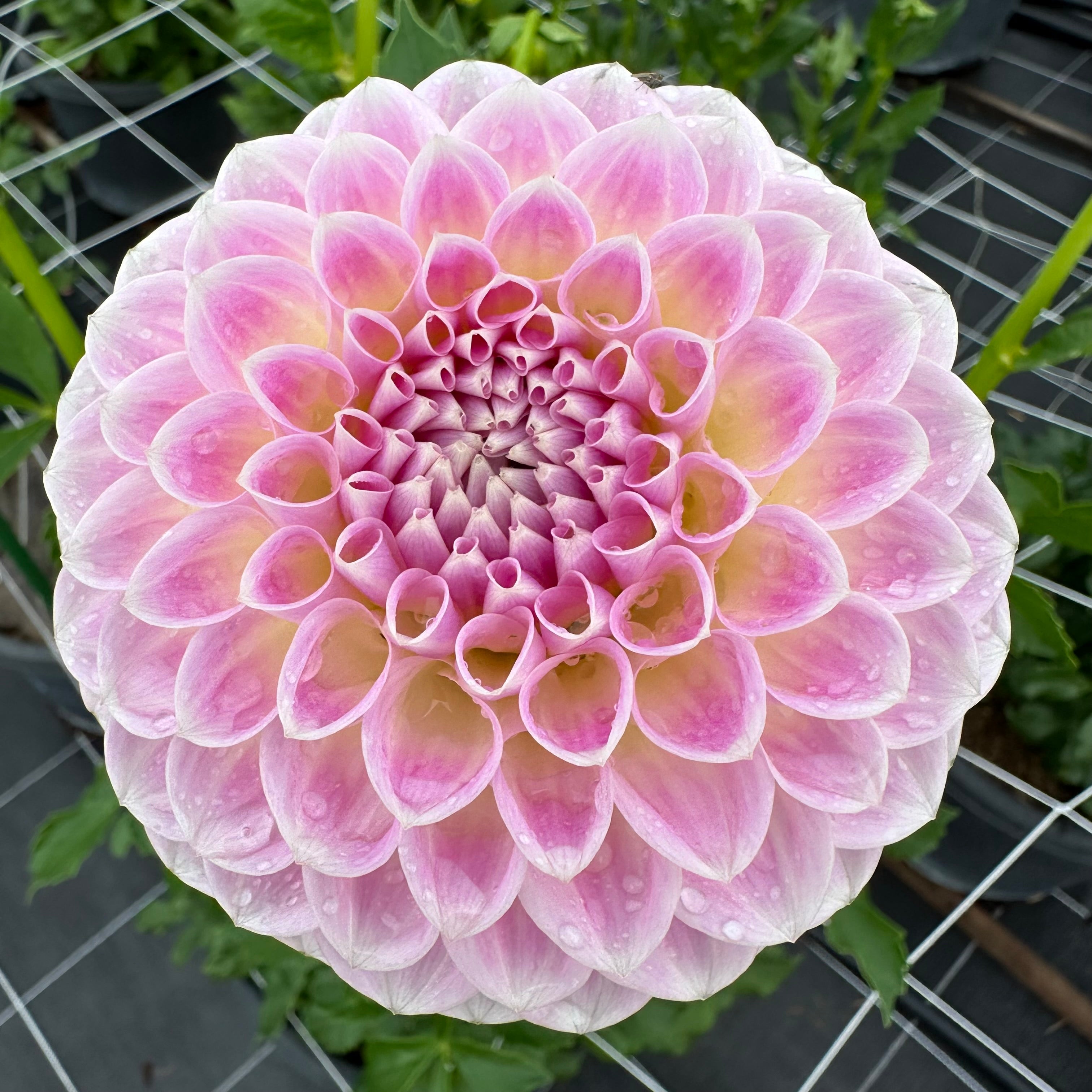 Dahlia Brian's Dream - Tuber | Glenview Dahlias & Daffodils