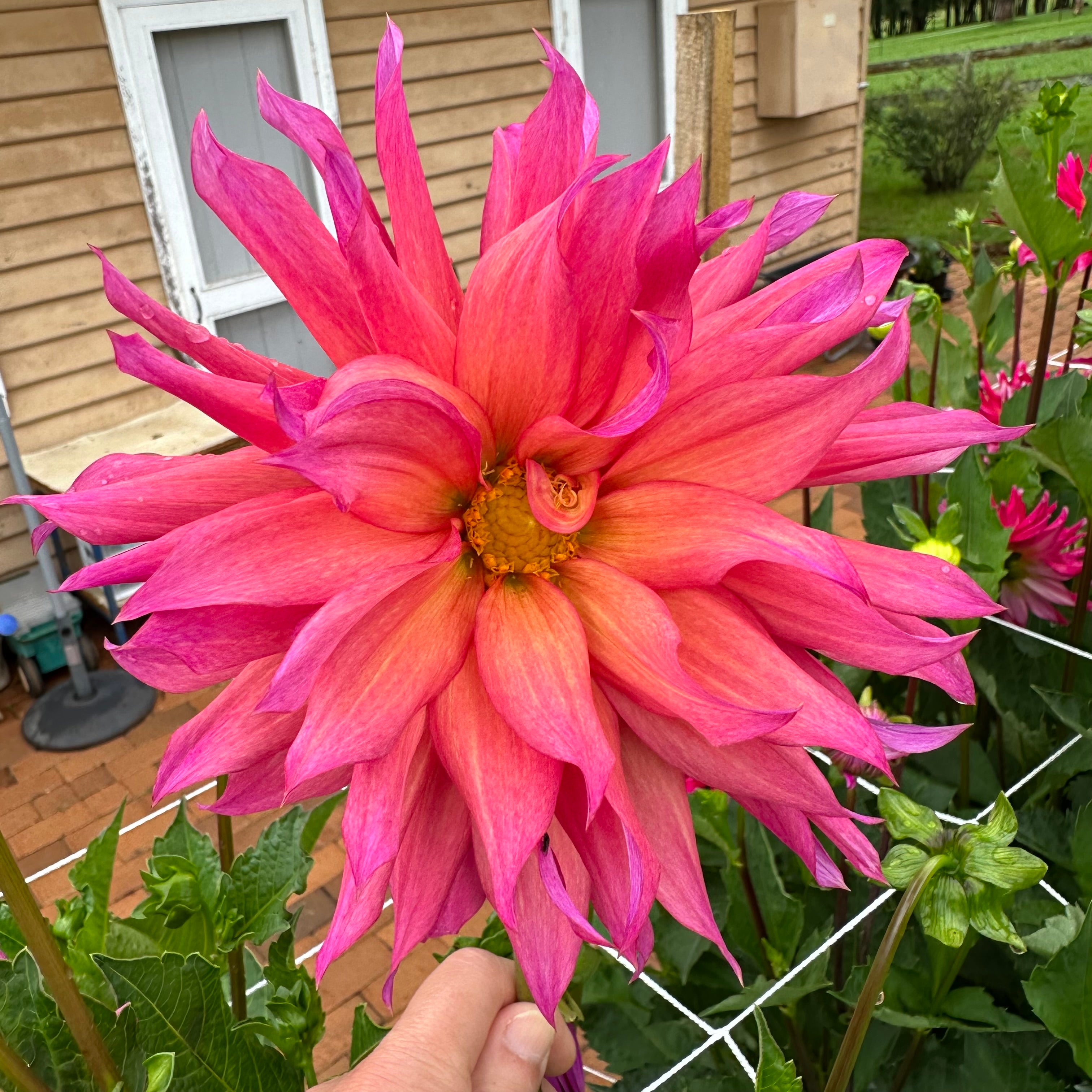 Dahlia French Kiss - Tuber (Discontinued) | Glenview Dahlias & Daffodils