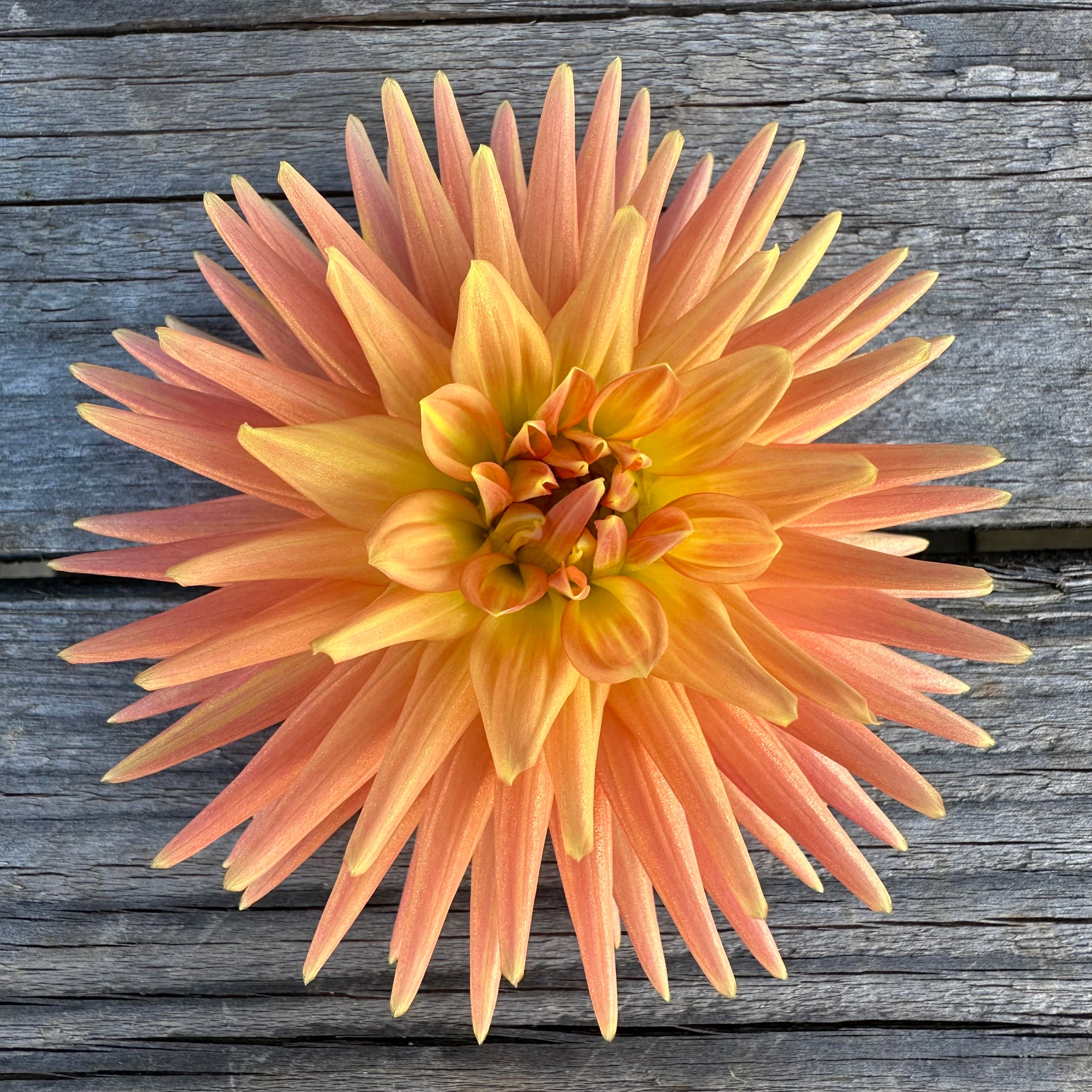 Dahlia Formby Elite - Tuber | Glenview Dahlias & Daffodils