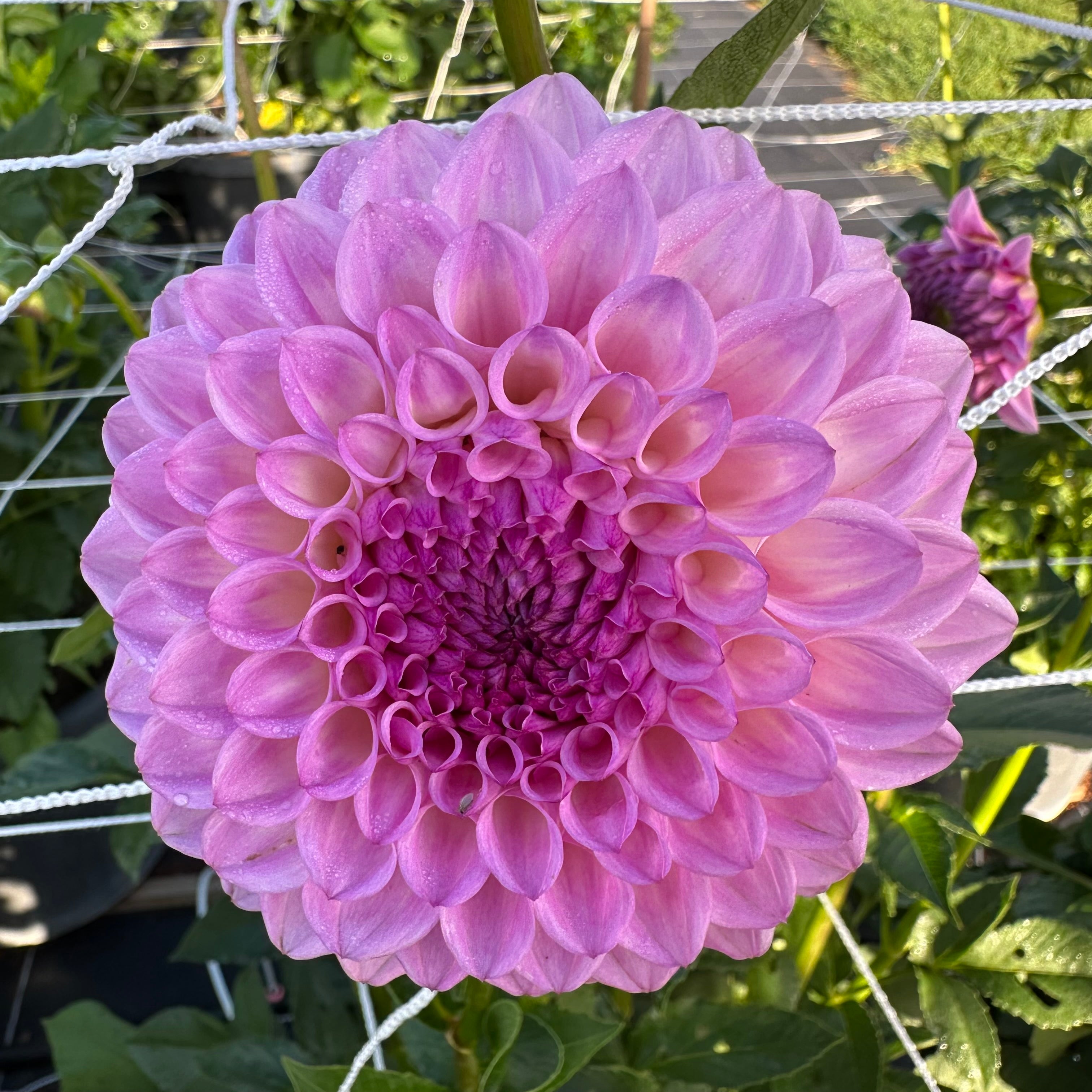 Dahlia Darbro Barton A25 - Tuber | Glenview Dahlias & Daffodils