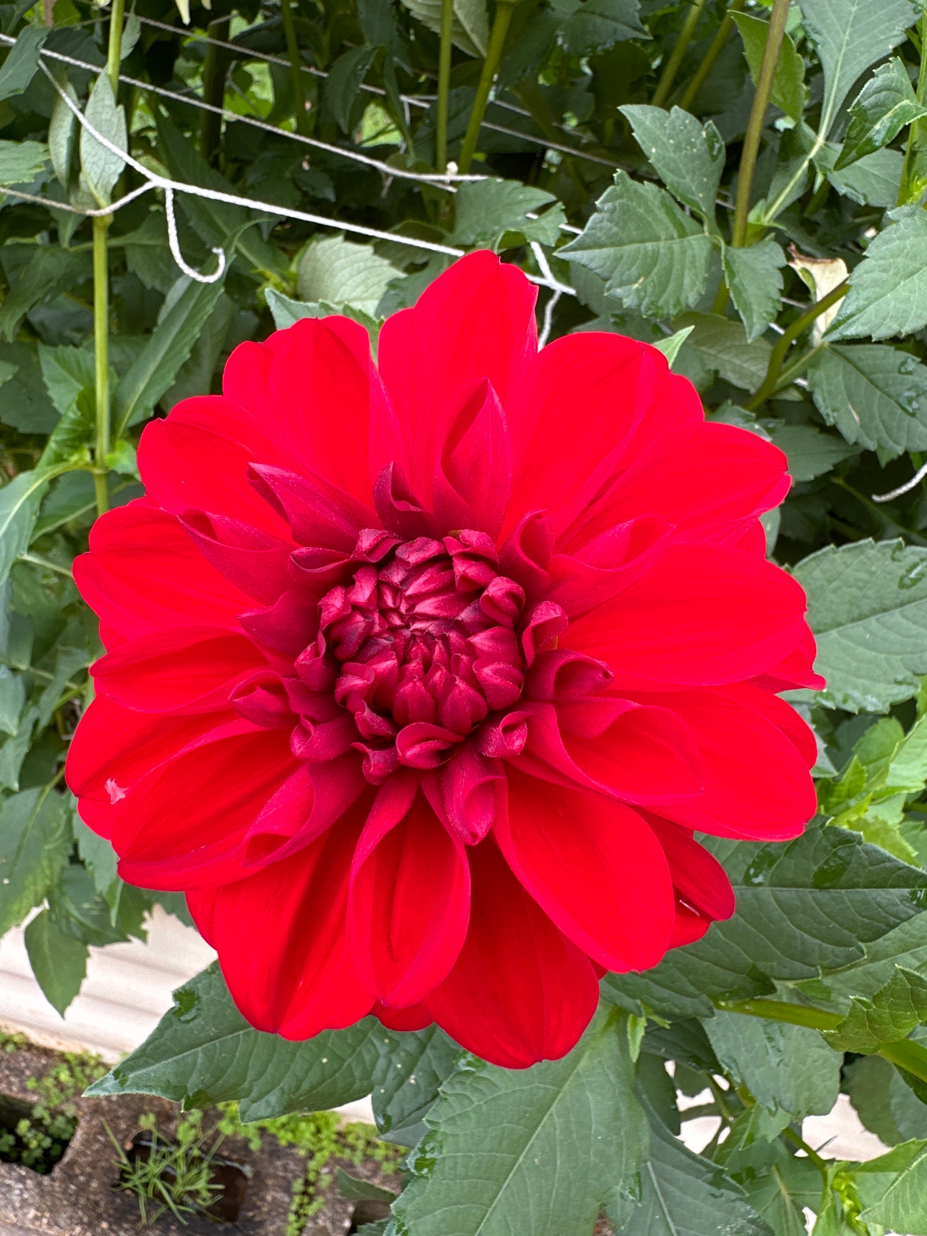 Dahlia Dragon's Blood - Tuber | Glenview Dahlias & Daffodils