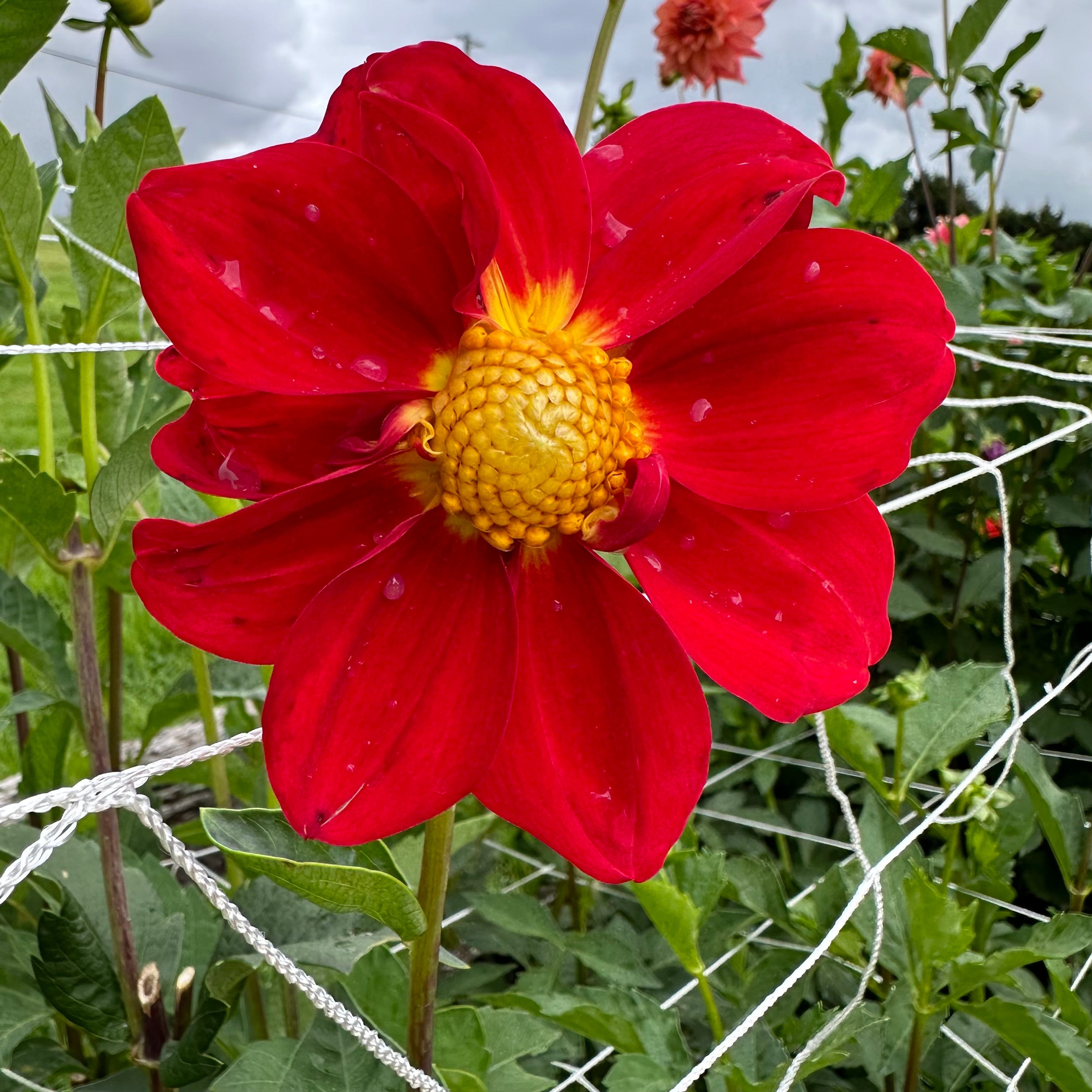 Red Button Dahlia Cost