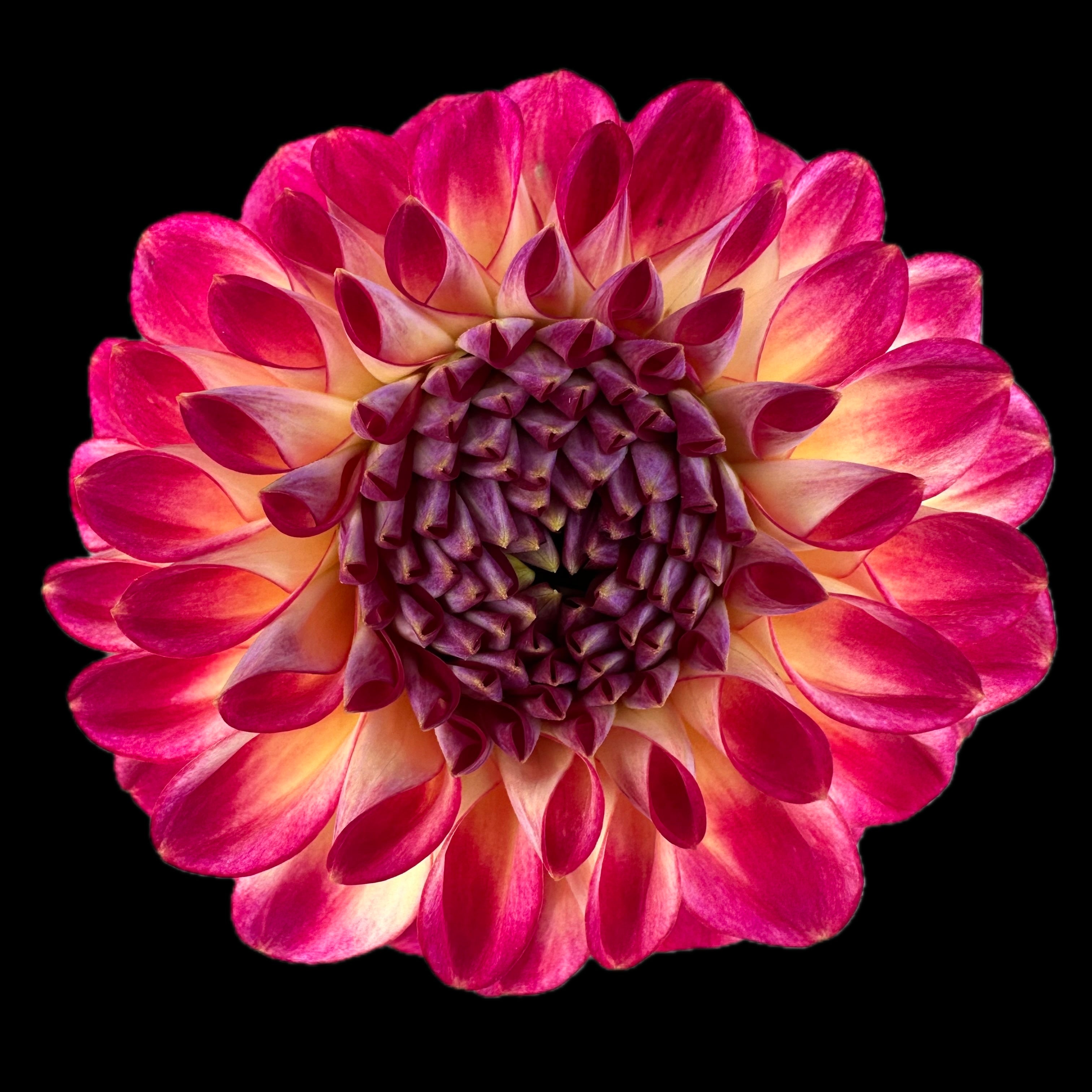 Dahlia First Prize - Tuber | Glenview Dahlias & Daffodils