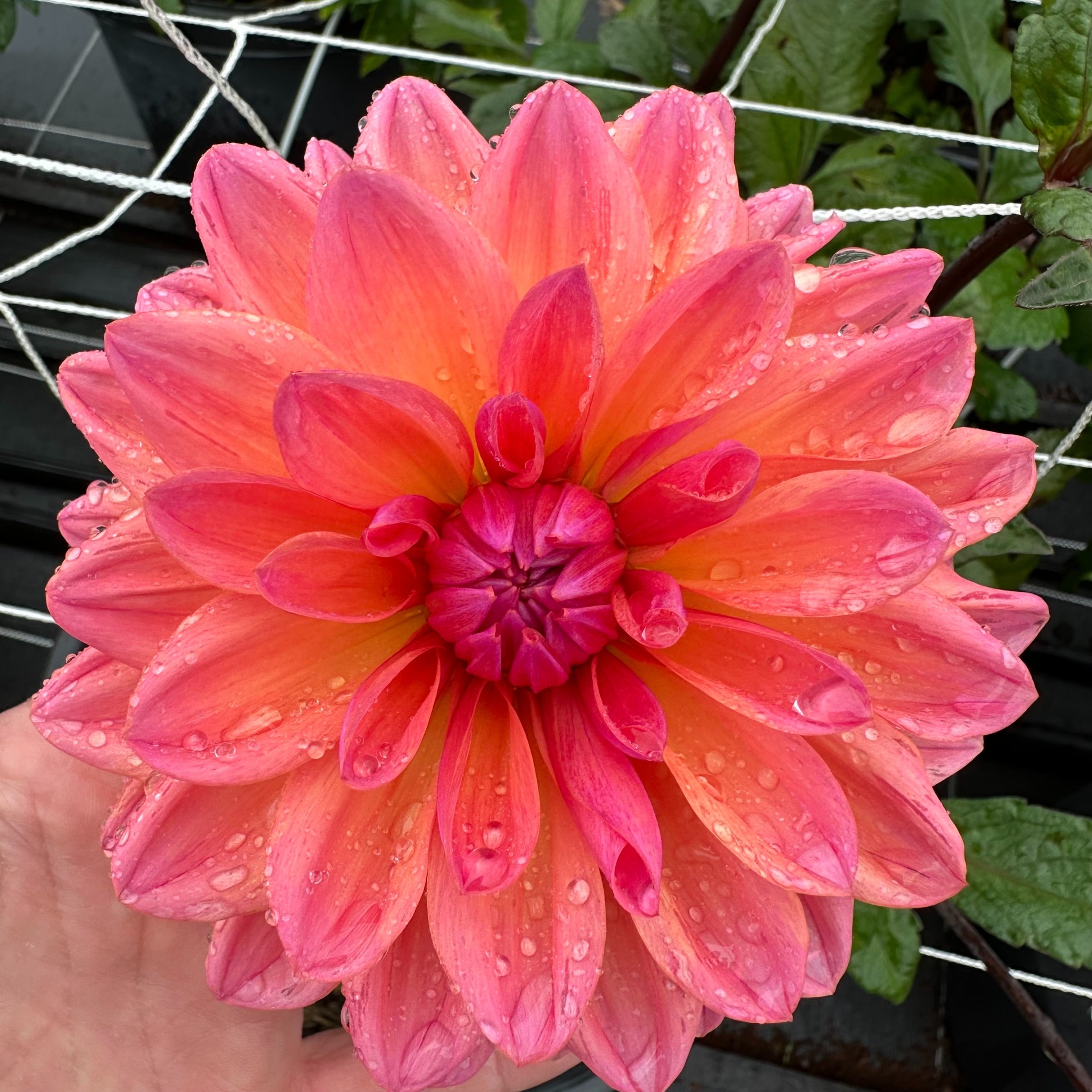 Glenview Dahlias & Daffodils