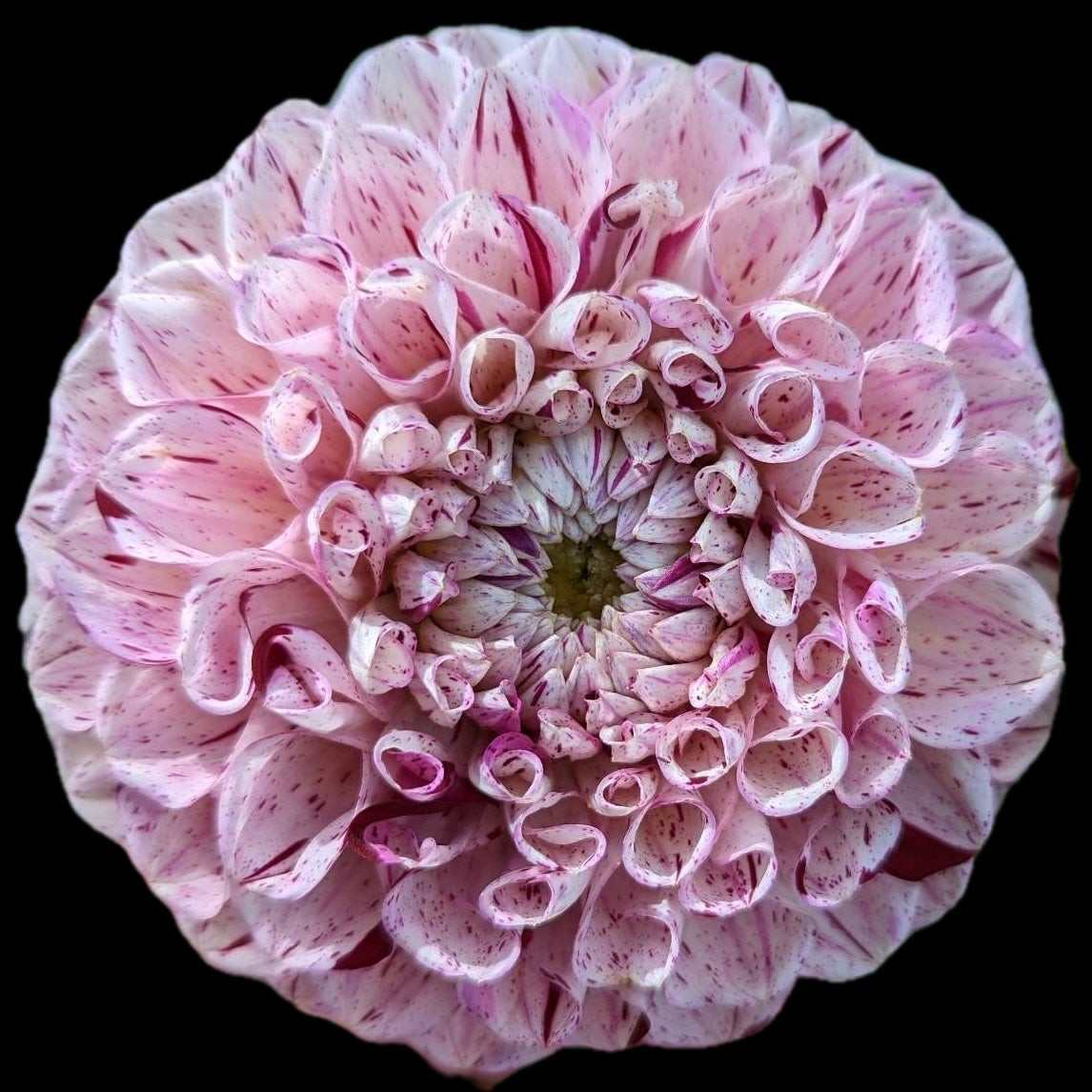 Dahlia Winedot - Tuber (Discontinued) | Glenview Dahlias & Daffodils