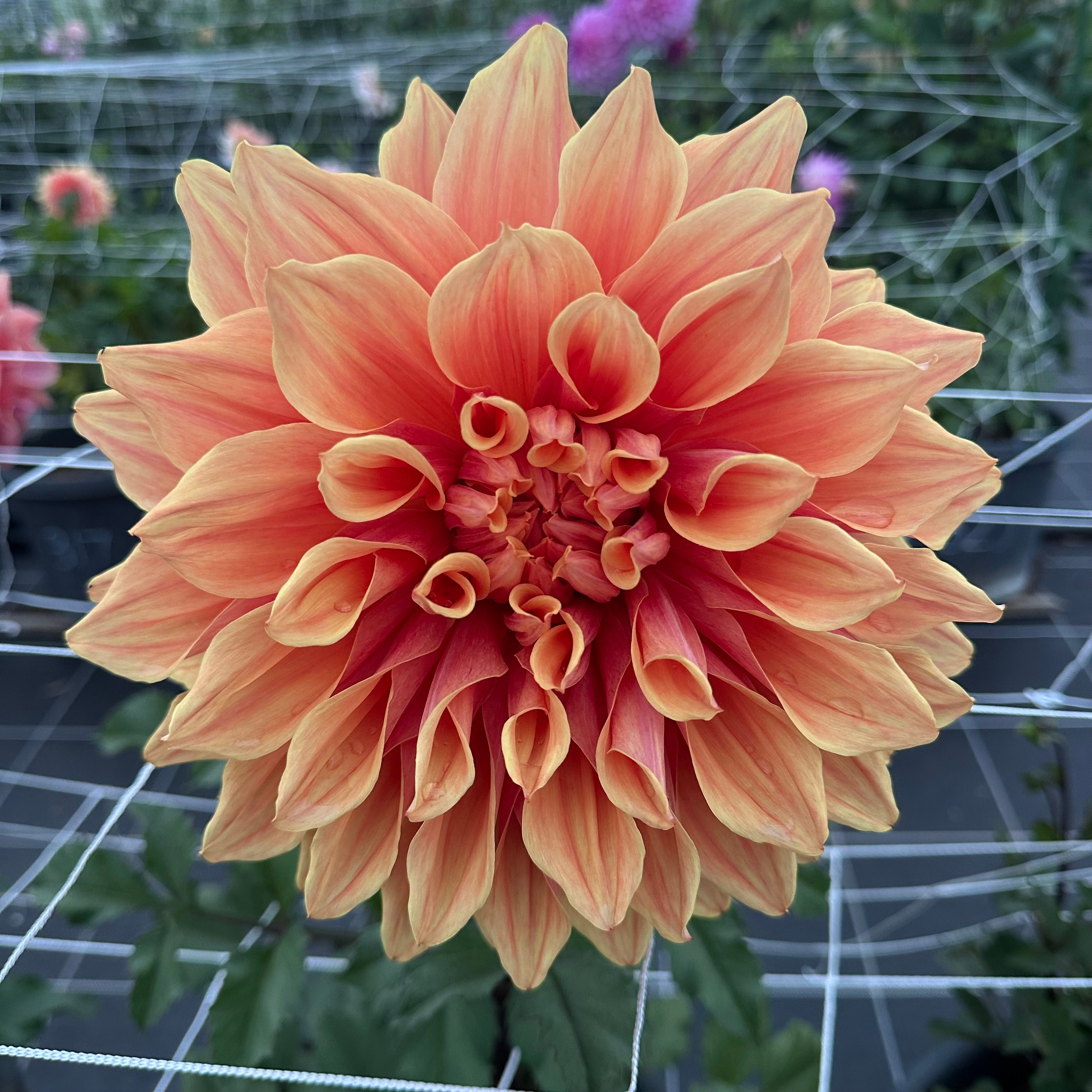 Dahlia Winkie Whopper - Tuber - Coming Spring 2026 | Glenview Dahlias ...