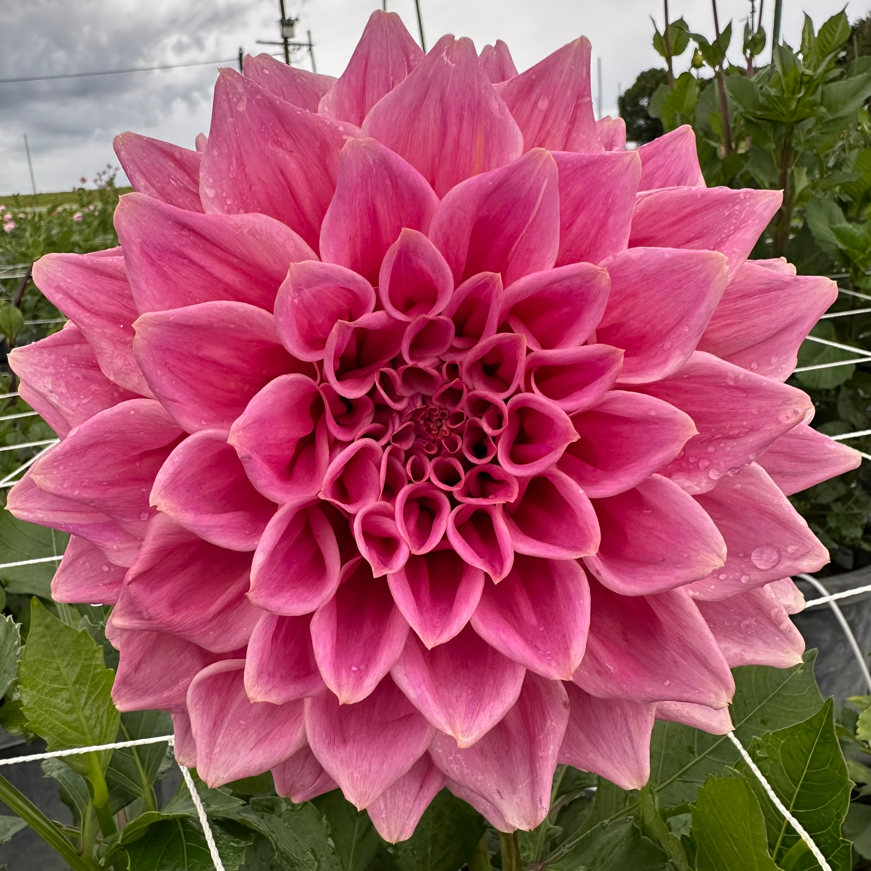 Dahlia Formby Duke - Tuber | Glenview Dahlias & Daffodils