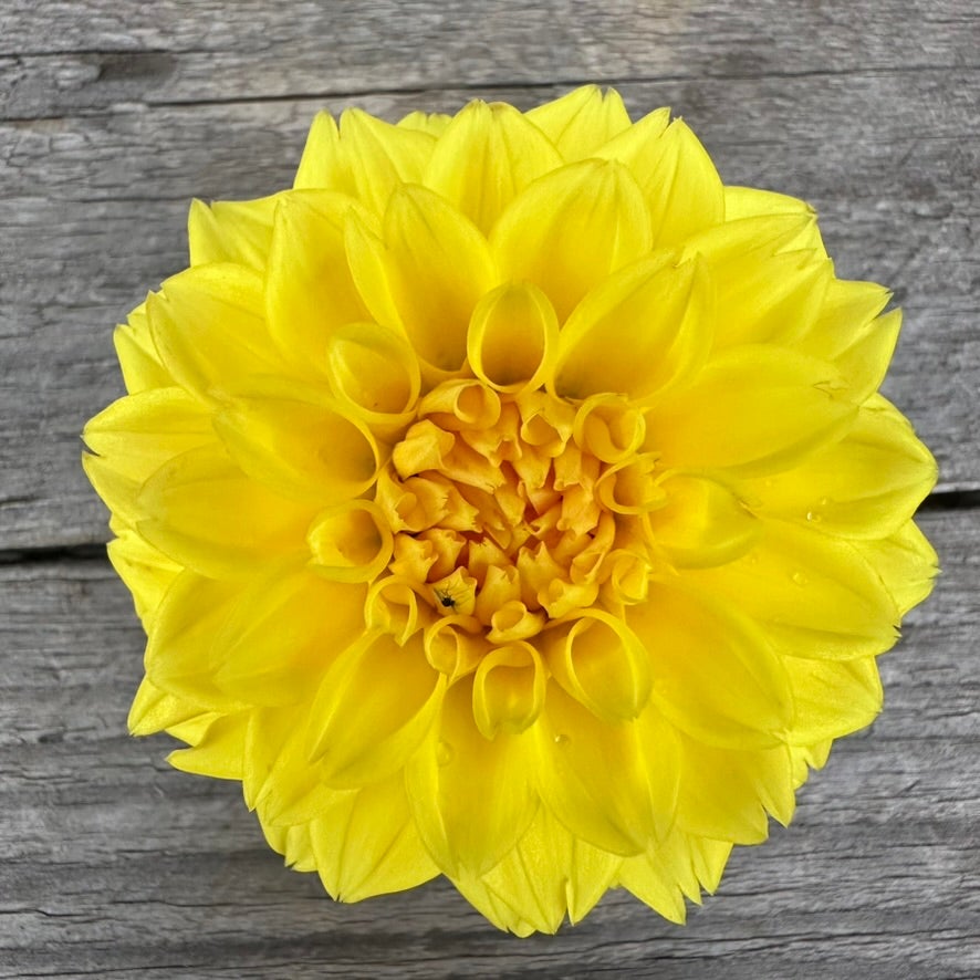 Dahlia Florelie Dandelion - Tuber | Glenview Dahlias & Daffodils