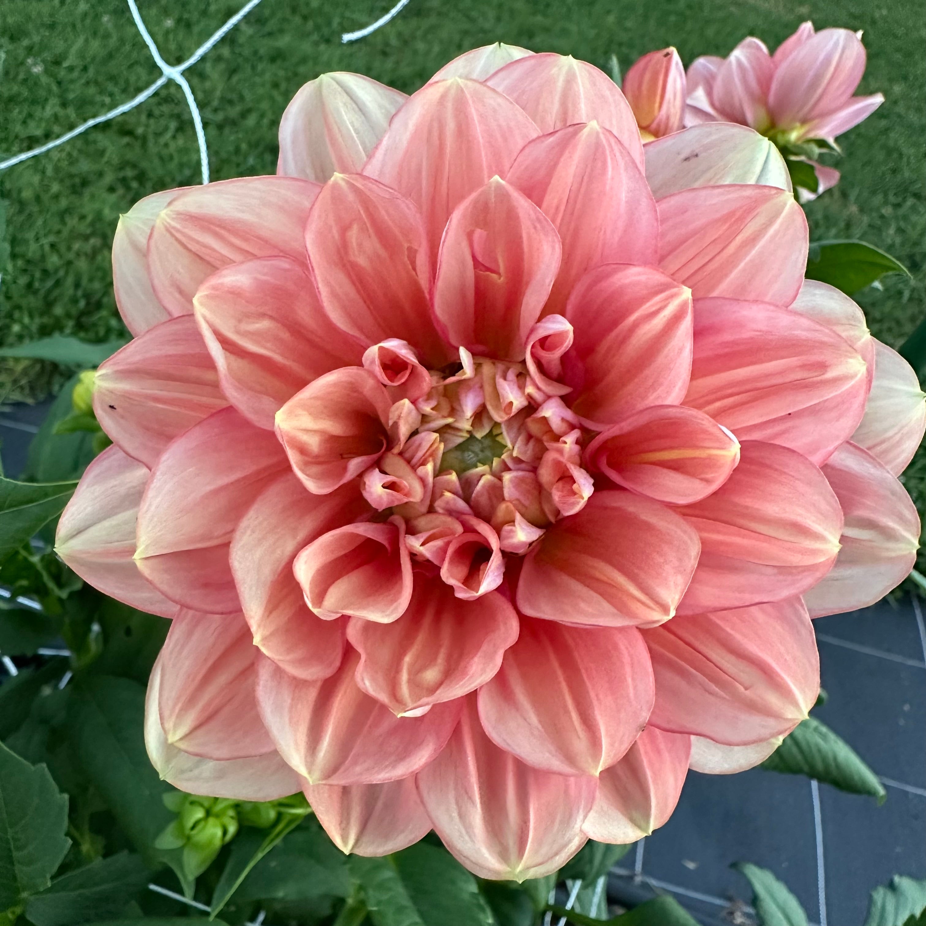 Dahlia Florelie Pixie - Tuber | Glenview Dahlias & Daffodils
