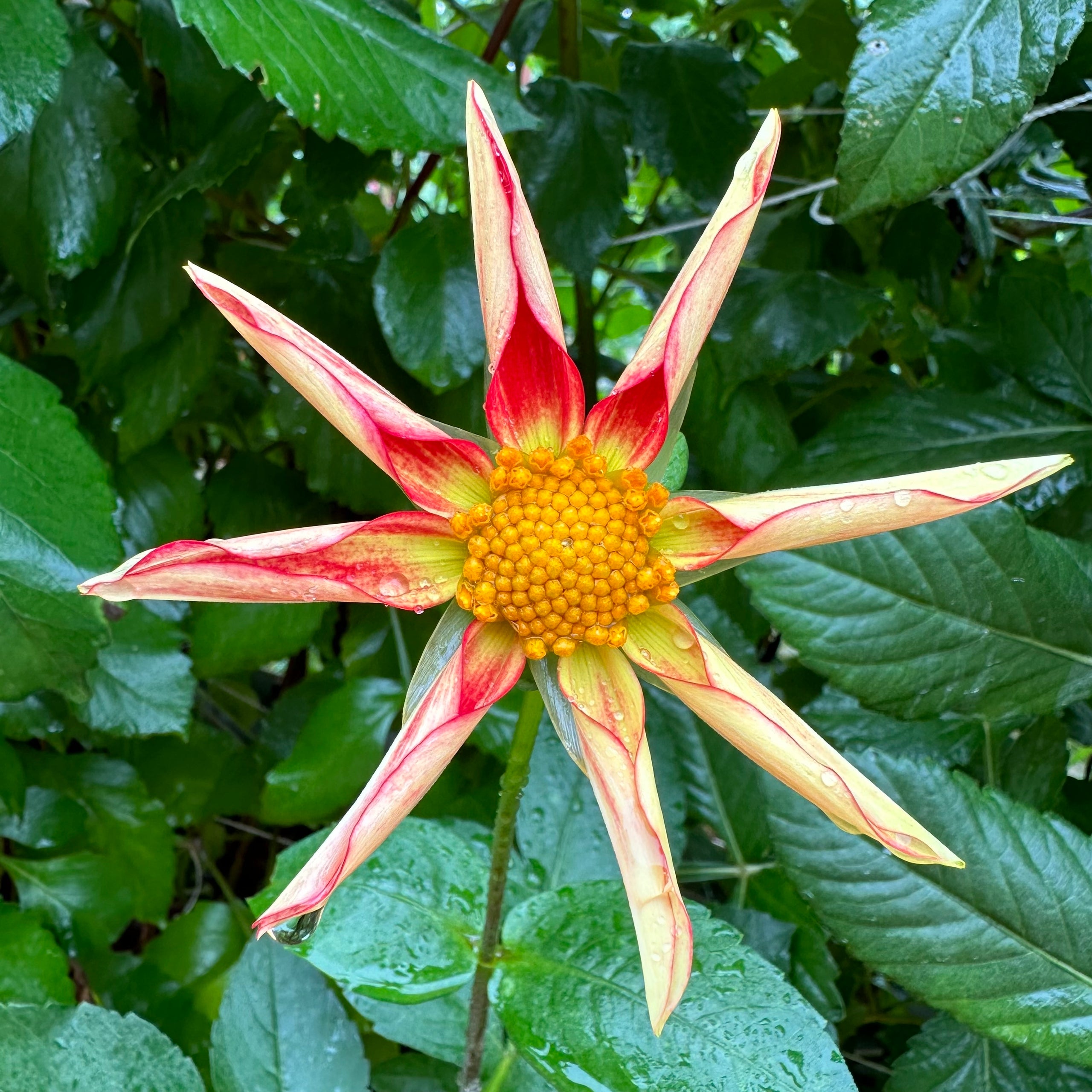 Dahlia Golden Sunset - Tuber | Glenview Dahlias & Daffodils
