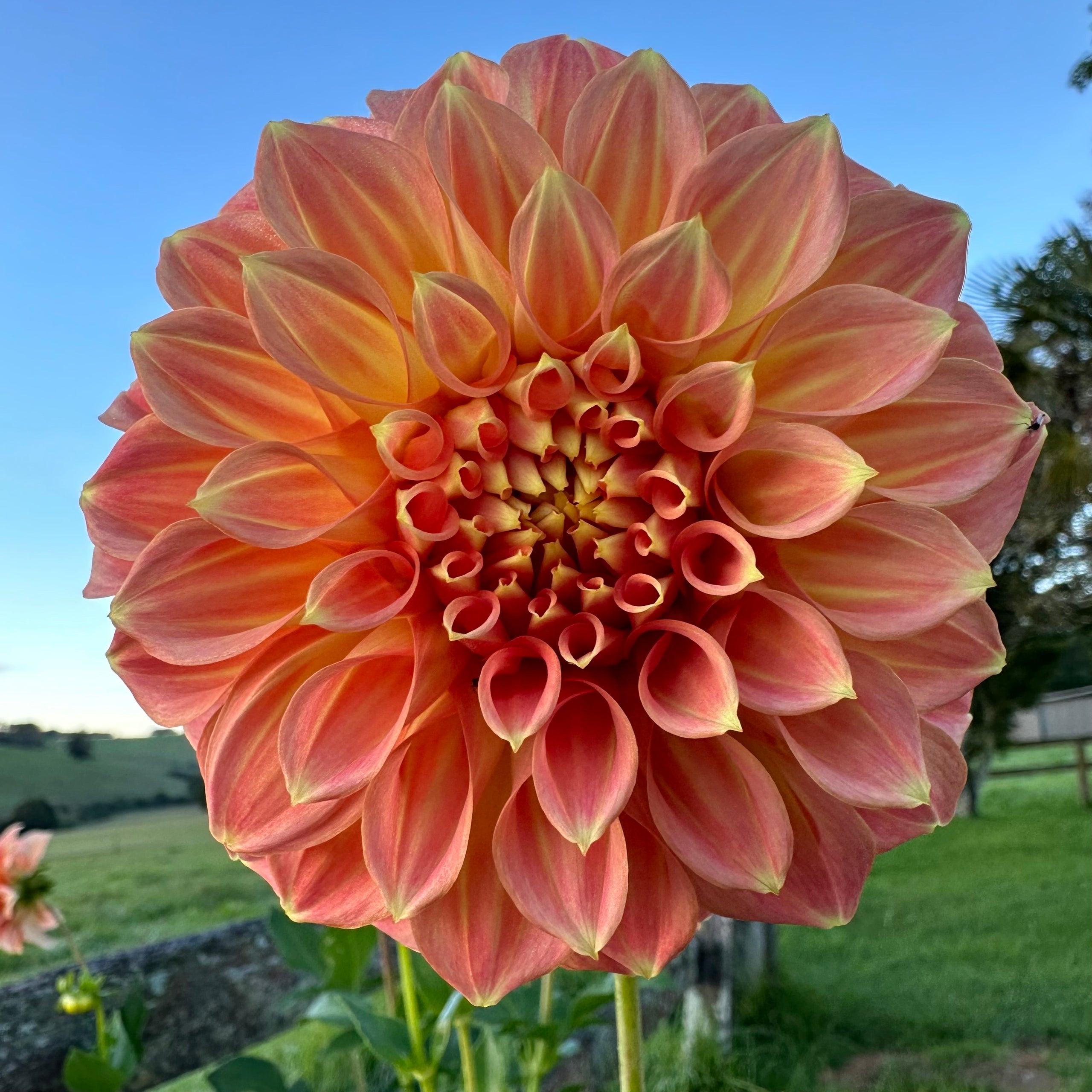 Dahlia Bracken Sarah - Tuber | Glenview Dahlias & Daffodils