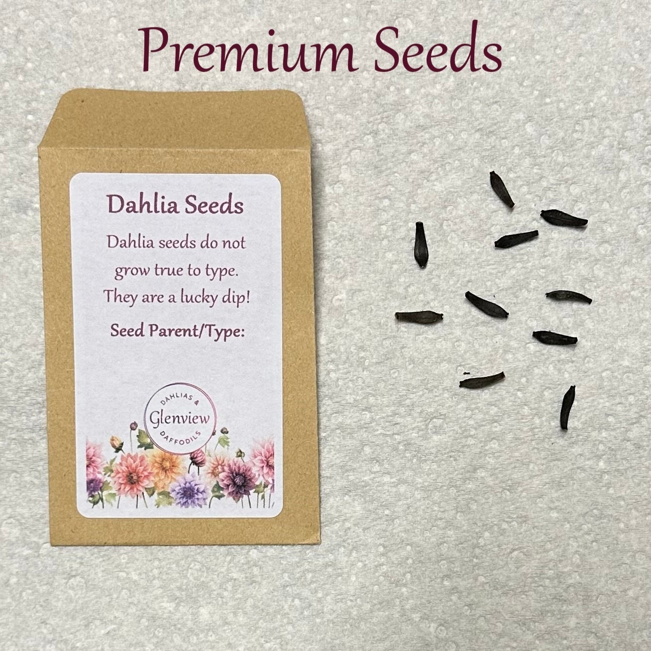 Dahlia Seeds - Parent: Superior | Glenview Dahlias & Daffodils