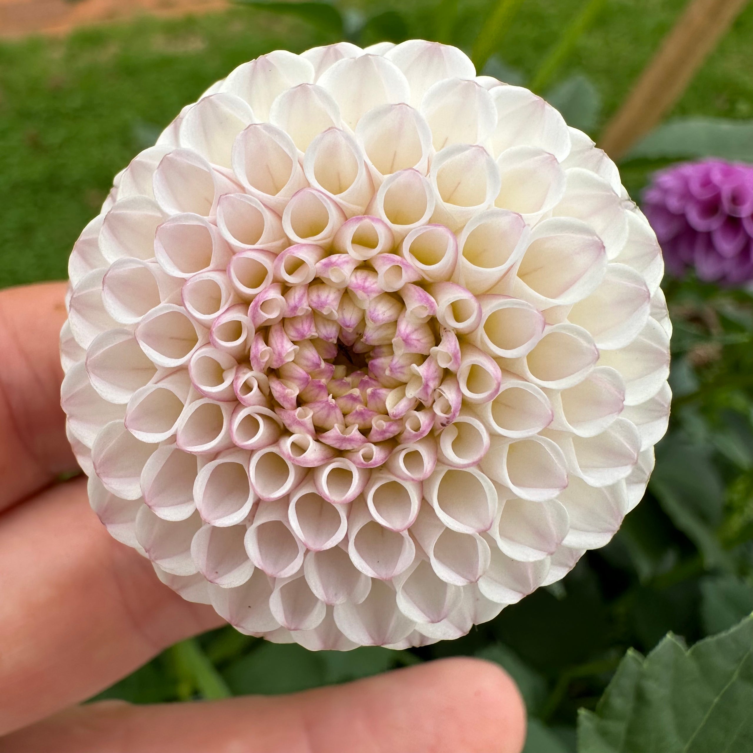 Dahlia Glenbank Little Angel - Tuber | Glenview Dahlias & Daffodils
