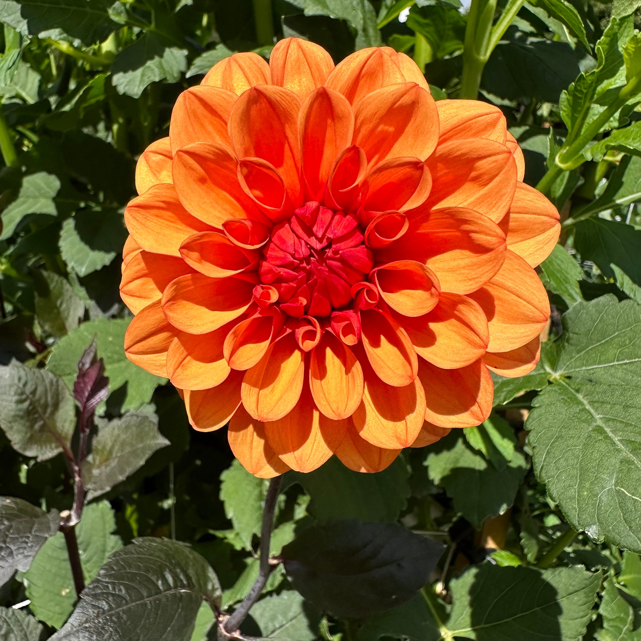 Dahlia David Howard - Tuber | Glenview Dahlias & Daffodils