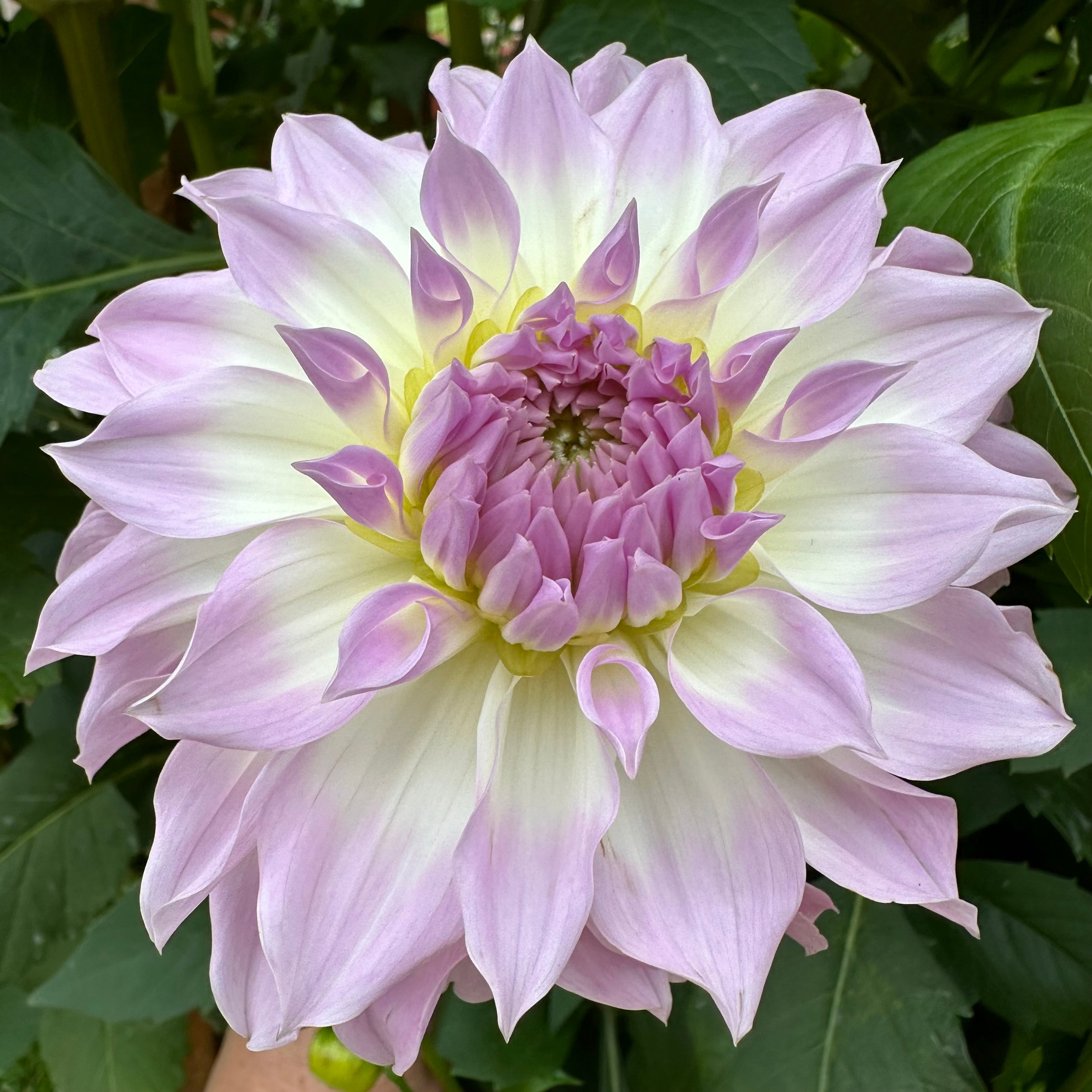 Dahlia Ann’s Delight - Tuber | Glenview Dahlias & Daffodils