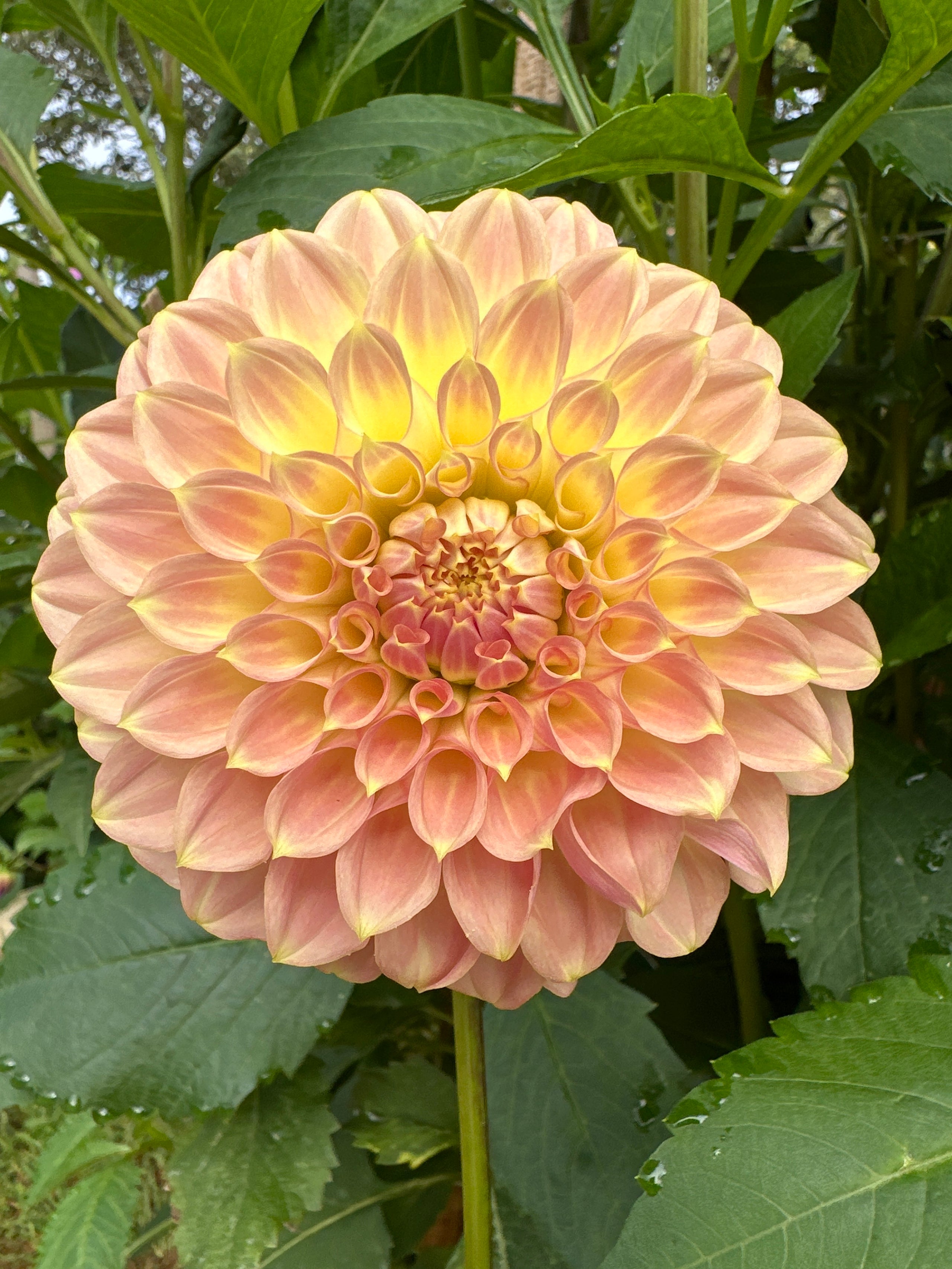 Dahlia Coorabell Astrid - Tuber | Glenview Dahlias & Daffodils