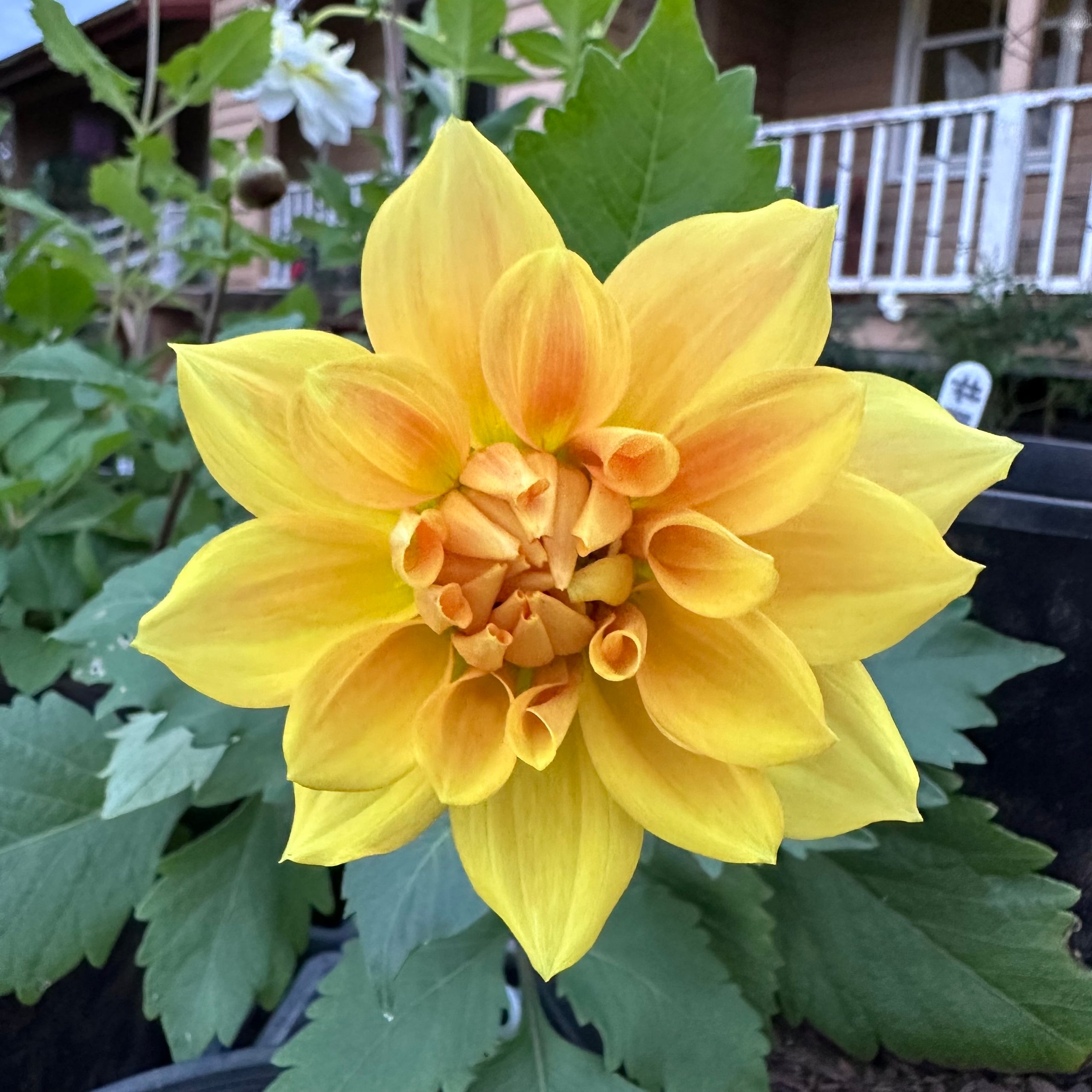 Dahlia Devon Moon - Tuber | Glenview Dahlias & Daffodils